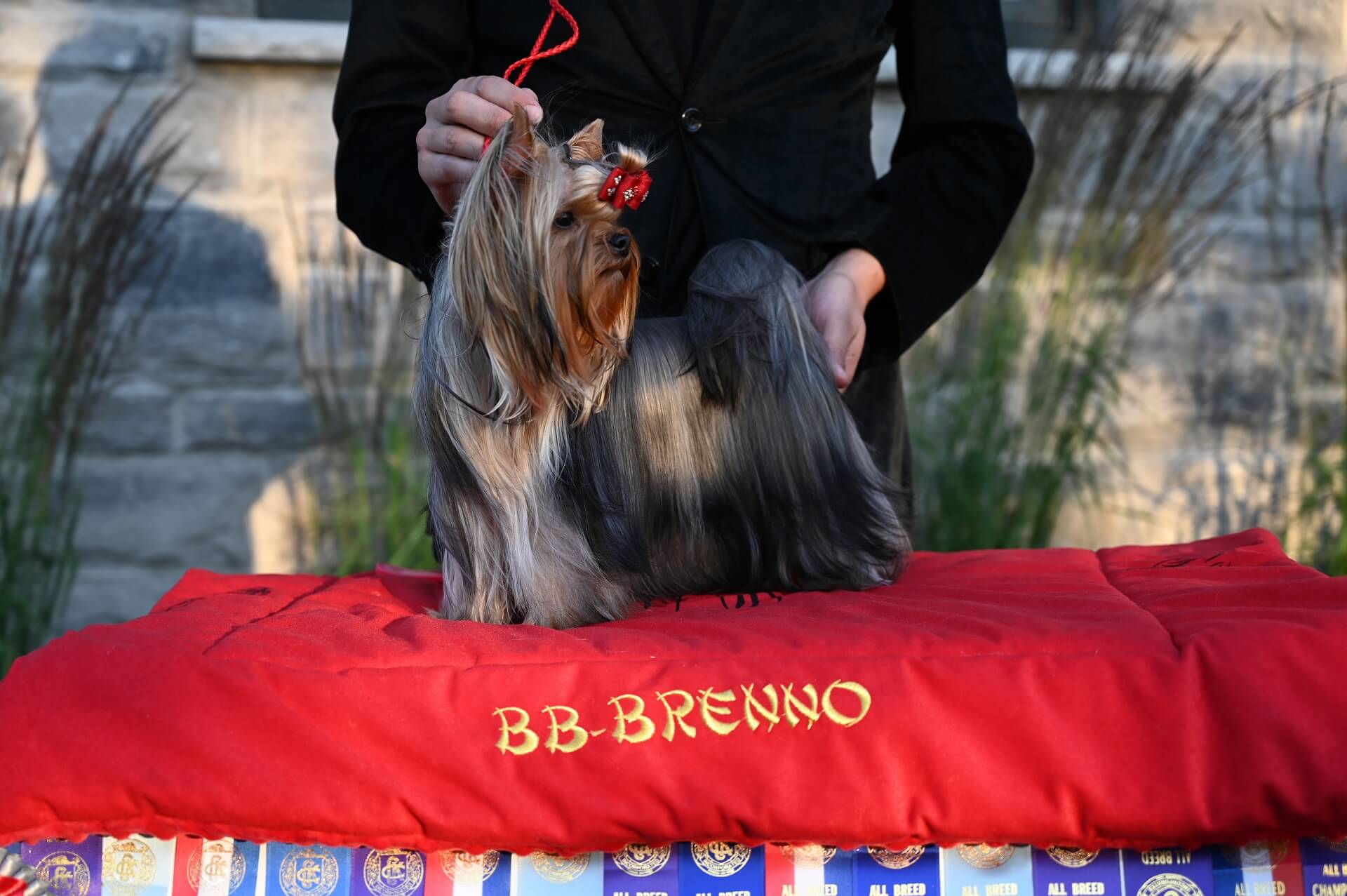 Our Dogs – BB-BRENNO